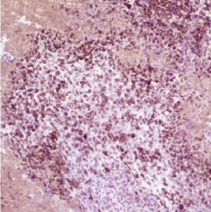 Cho Laboratory - Van Andel Institue